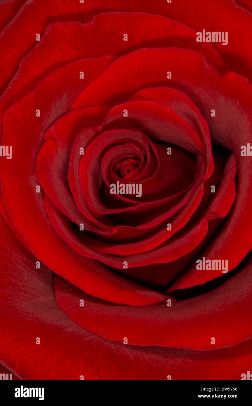 A single Red Rose Close-up Stock Photo - Alamy