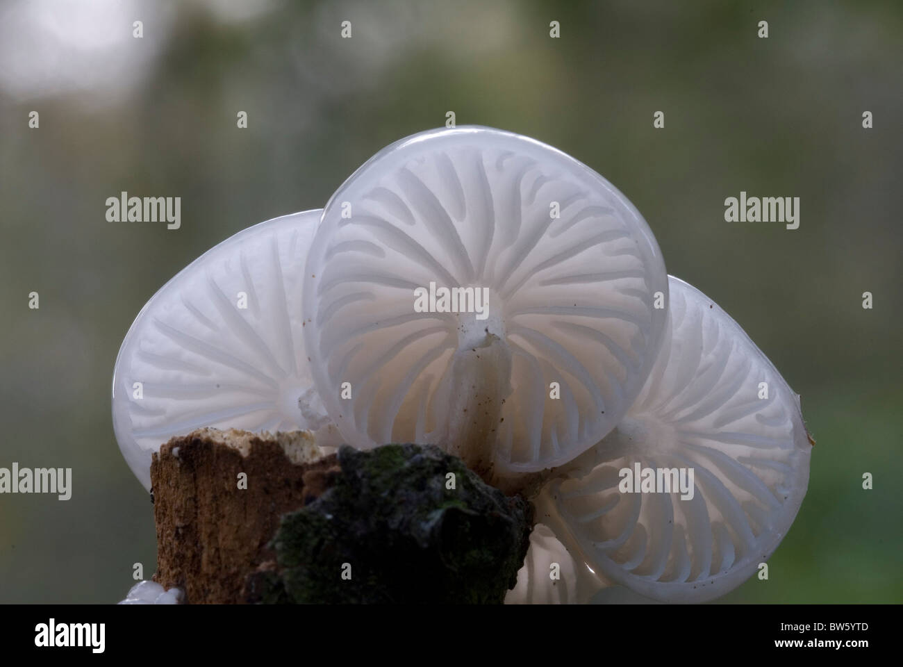 Slimy beech tuft toadstool seen from below showing gill pattern ...