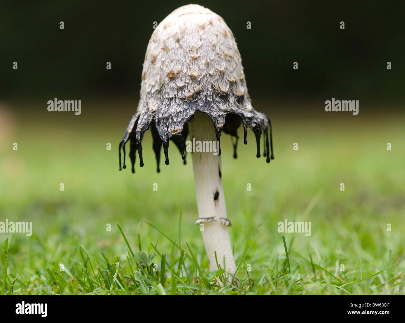 Decaying shaggy ink cap with ink droplets Coprinus comatus UK Stock ...