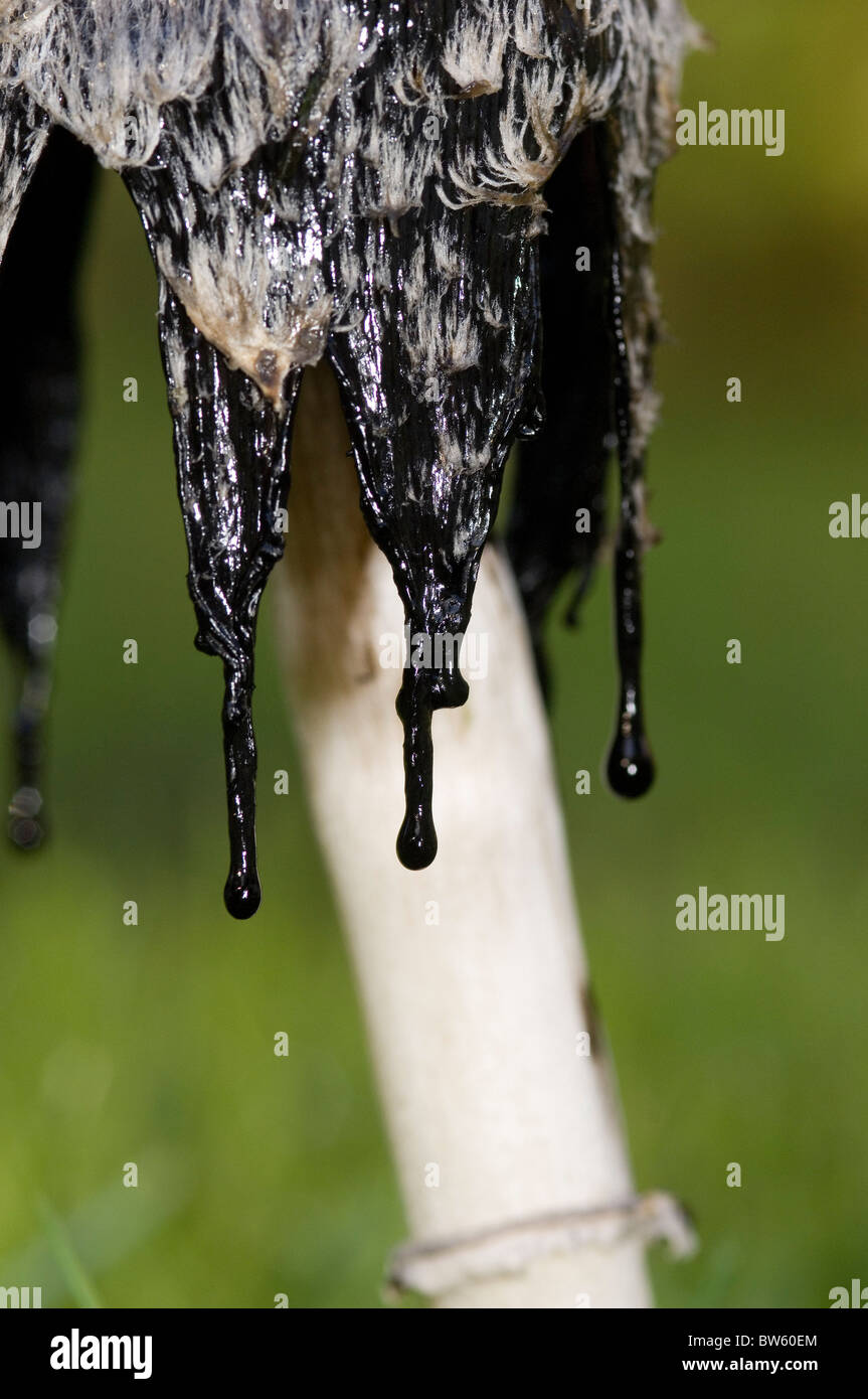 Shaggy ink cap decaying producing 'ink' droplets Coprinus comatus UK ...