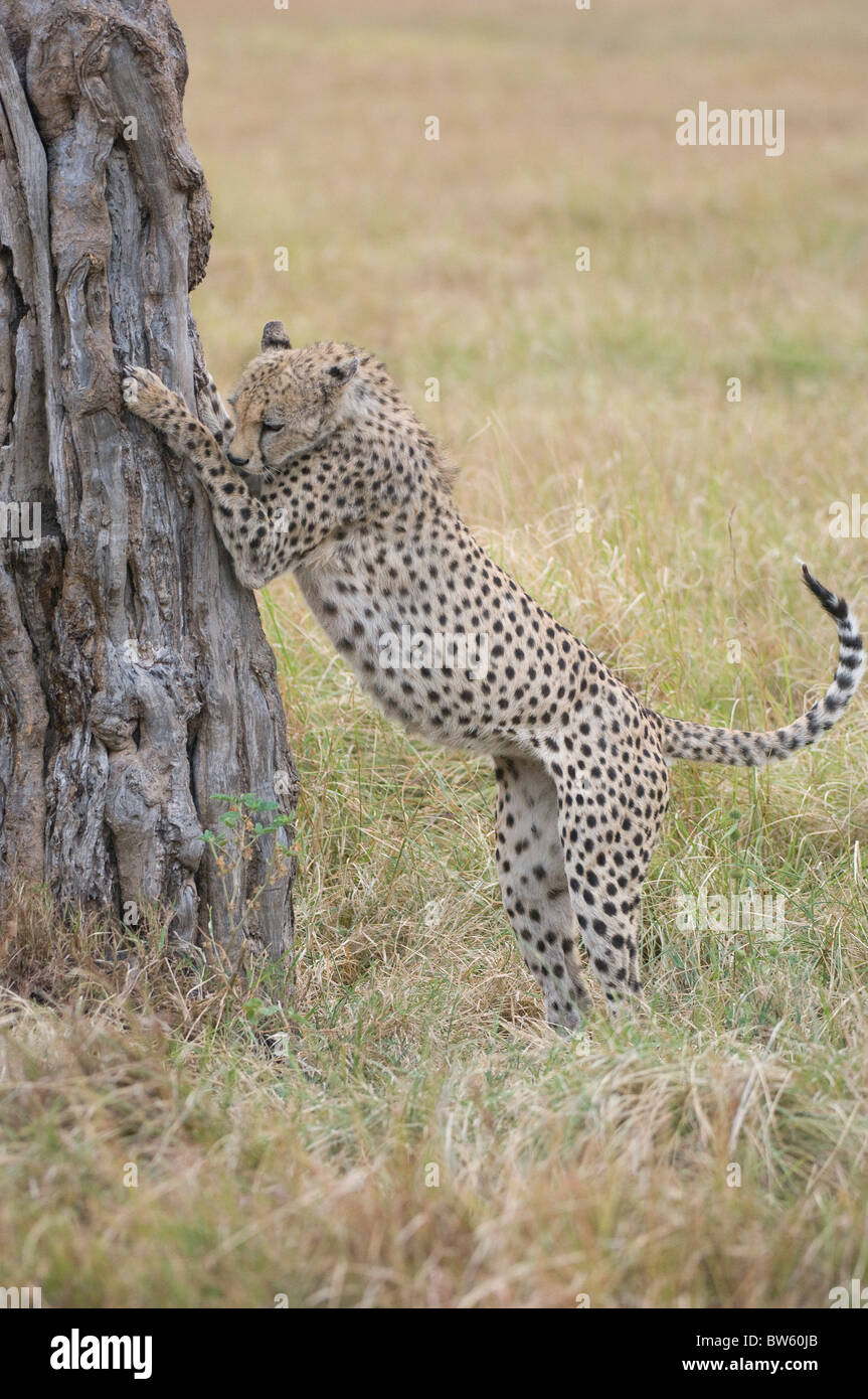 Cheetah standing on back legs hi-res stock photography and images - Alamy