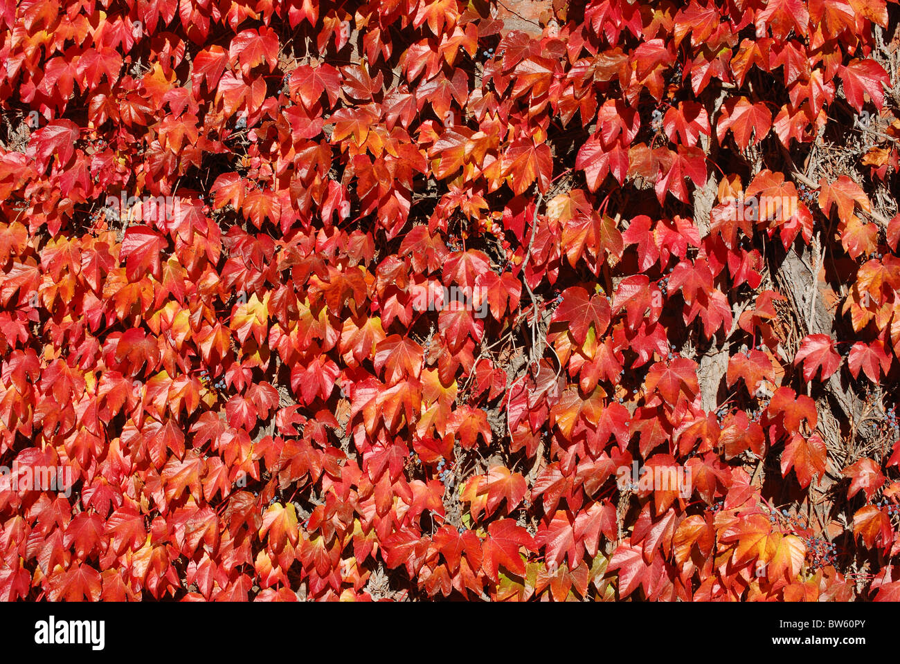 Oranges on the vine hi-res stock photography and images - Alamy