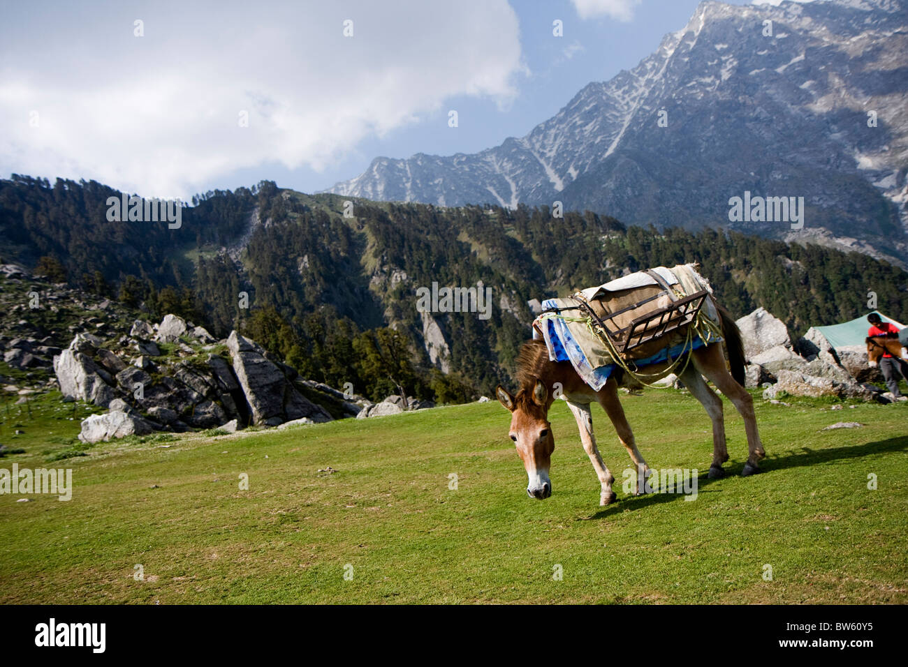 a mule in the Himalaya mountains, north India Stock Photo - Alamy