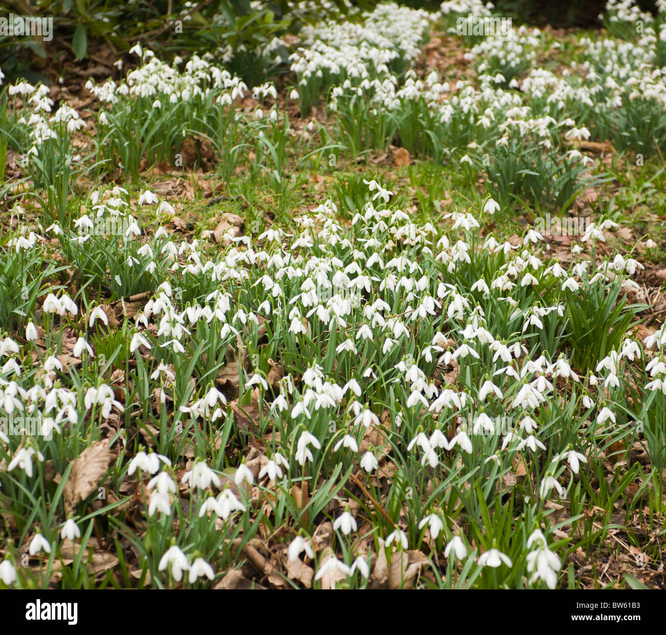 Snowdrops bulbs hi-res stock photography and images - Alamy
