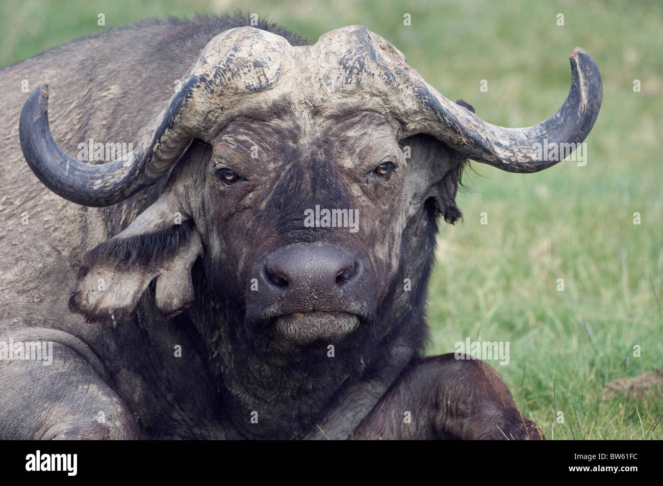 Buffalo lake national wildlife hi-res stock photography and images - Alamy