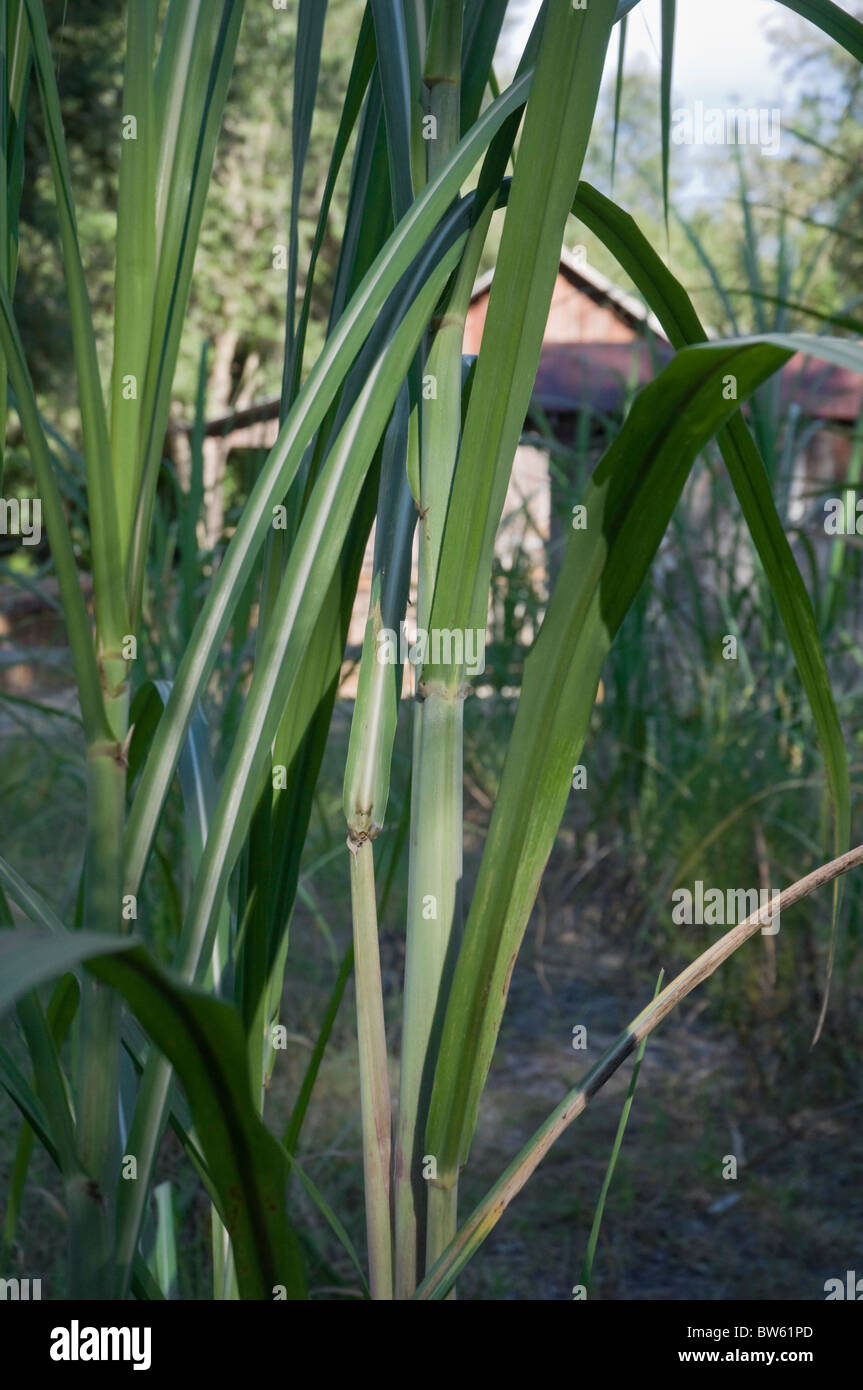 Silver River State Park Ocala Florida Cracker Village sugar cane ...