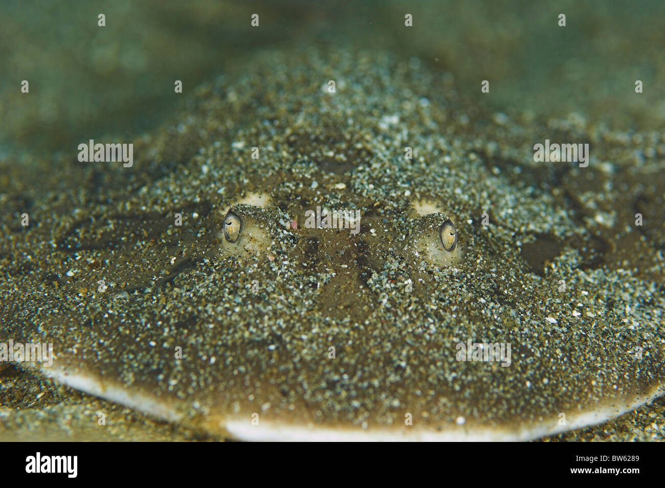 Narcine hi-res stock photography and images - Alamy