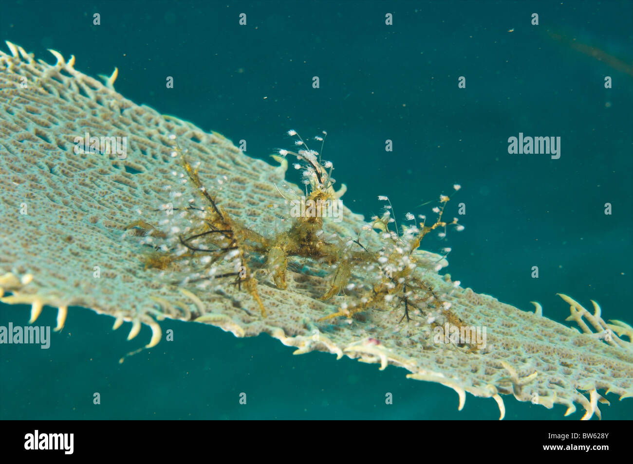 Neck crab hi-res stock photography and images - Alamy