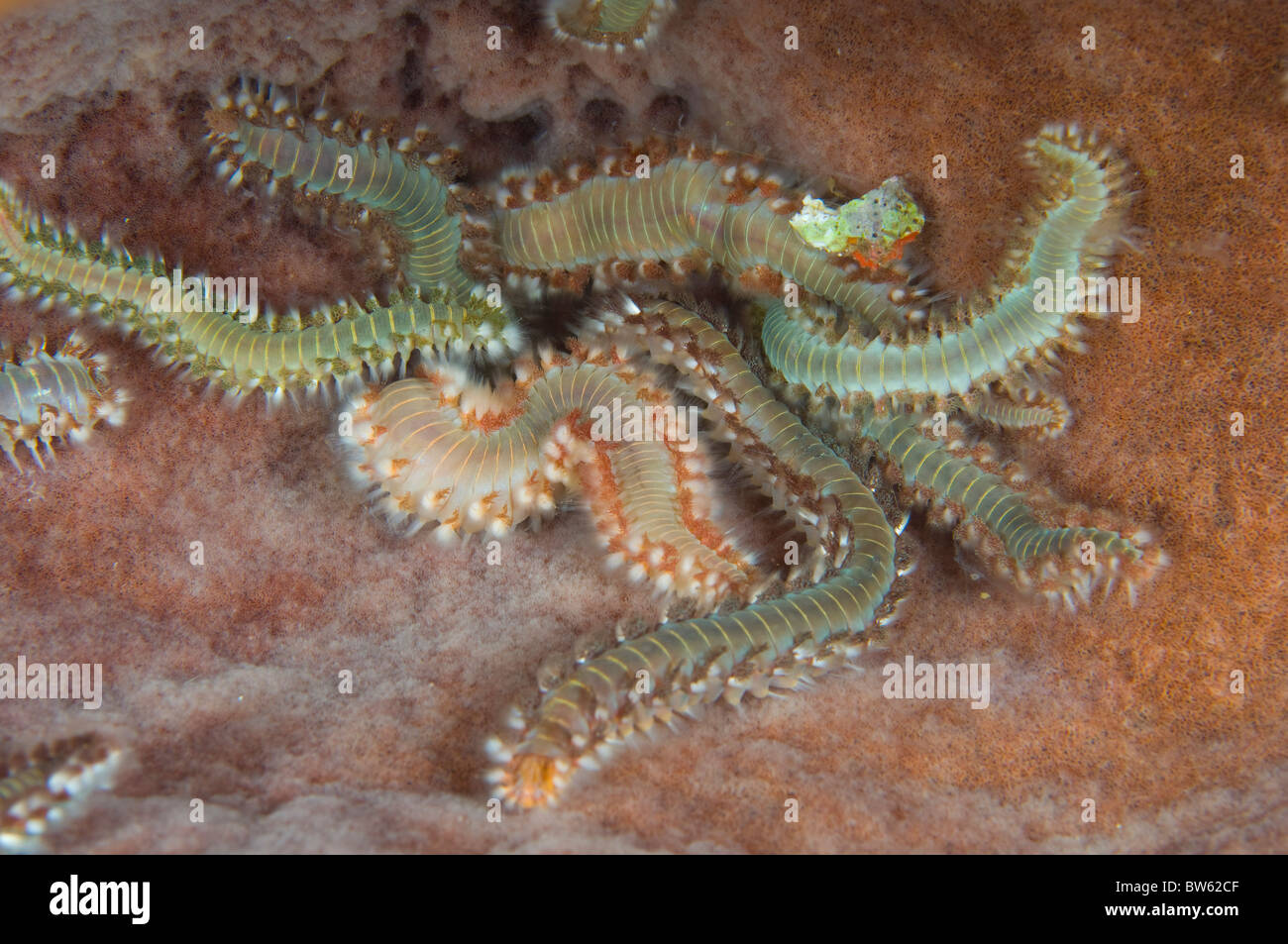 Fireworms hi-res stock photography and images - Alamy
