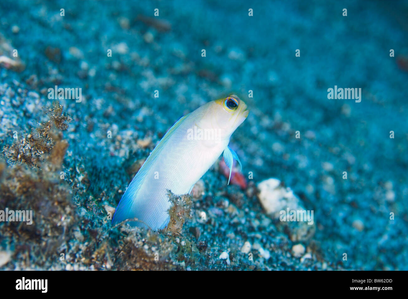 Opistognathus aurifrons hi-res stock photography and images - Alamy