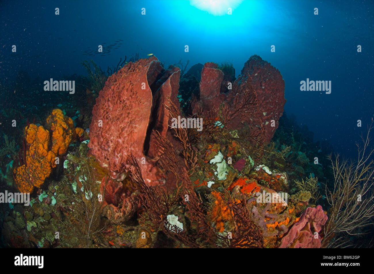 Demospongiae hi-res stock photography and images - Alamy