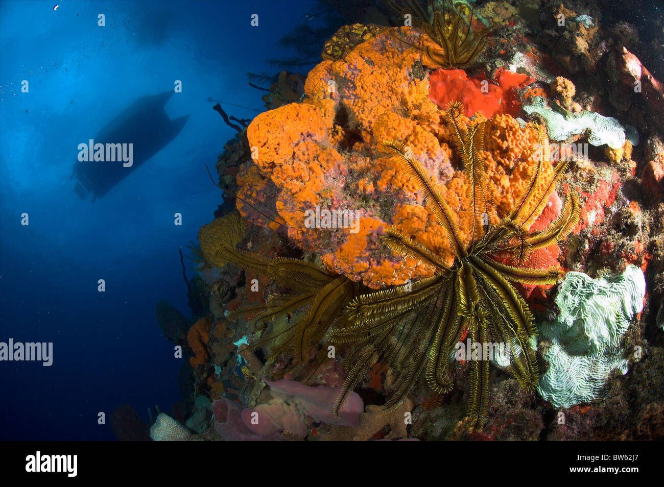 Crinoid/Featherstar Coral Reef Dominica Eastern Caribbean Stock Photo ...