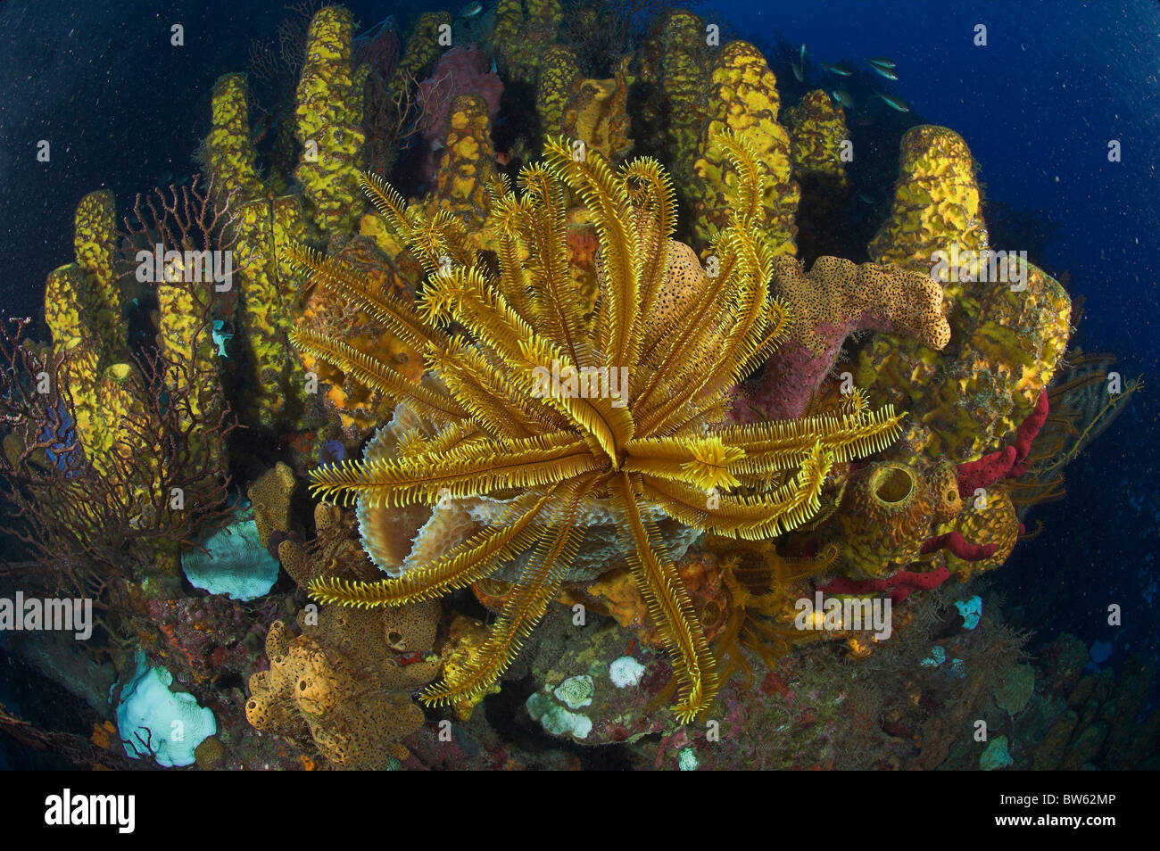 Crinoid/Featherstar Coral Reef Dominica Eastern Caribbean Stock Photo ...