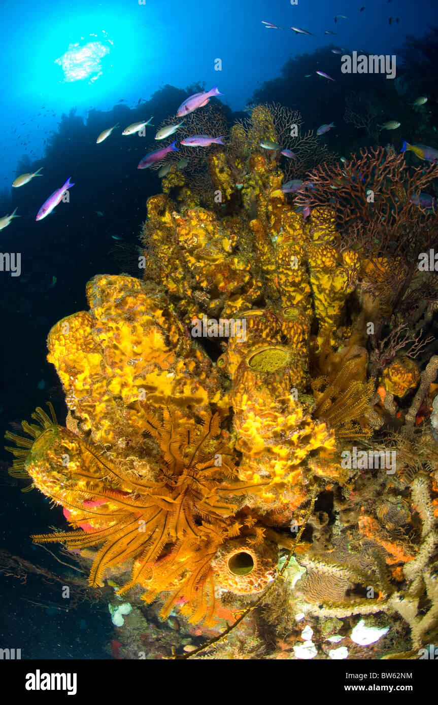 Yellow Tube Sponge Demospongiae Aplysina fistularis Coral Reef Dominica ...