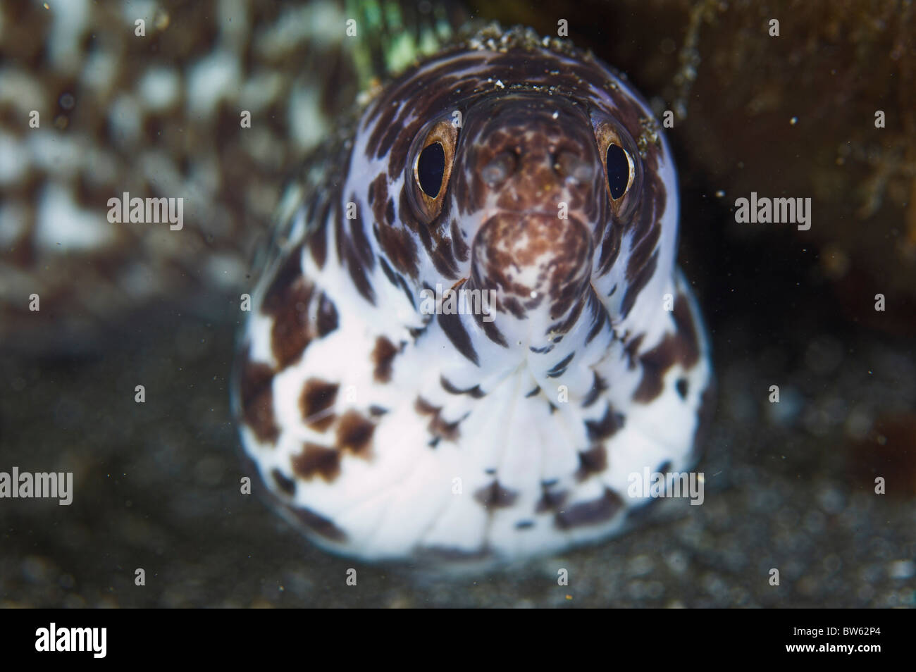 Spotted Moray Gymnothorax moringa head on full face St Vincent Eastern ...