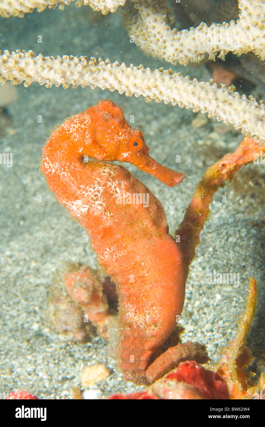 Seahorse ocean underwater hi-res stock photography and images - Alamy