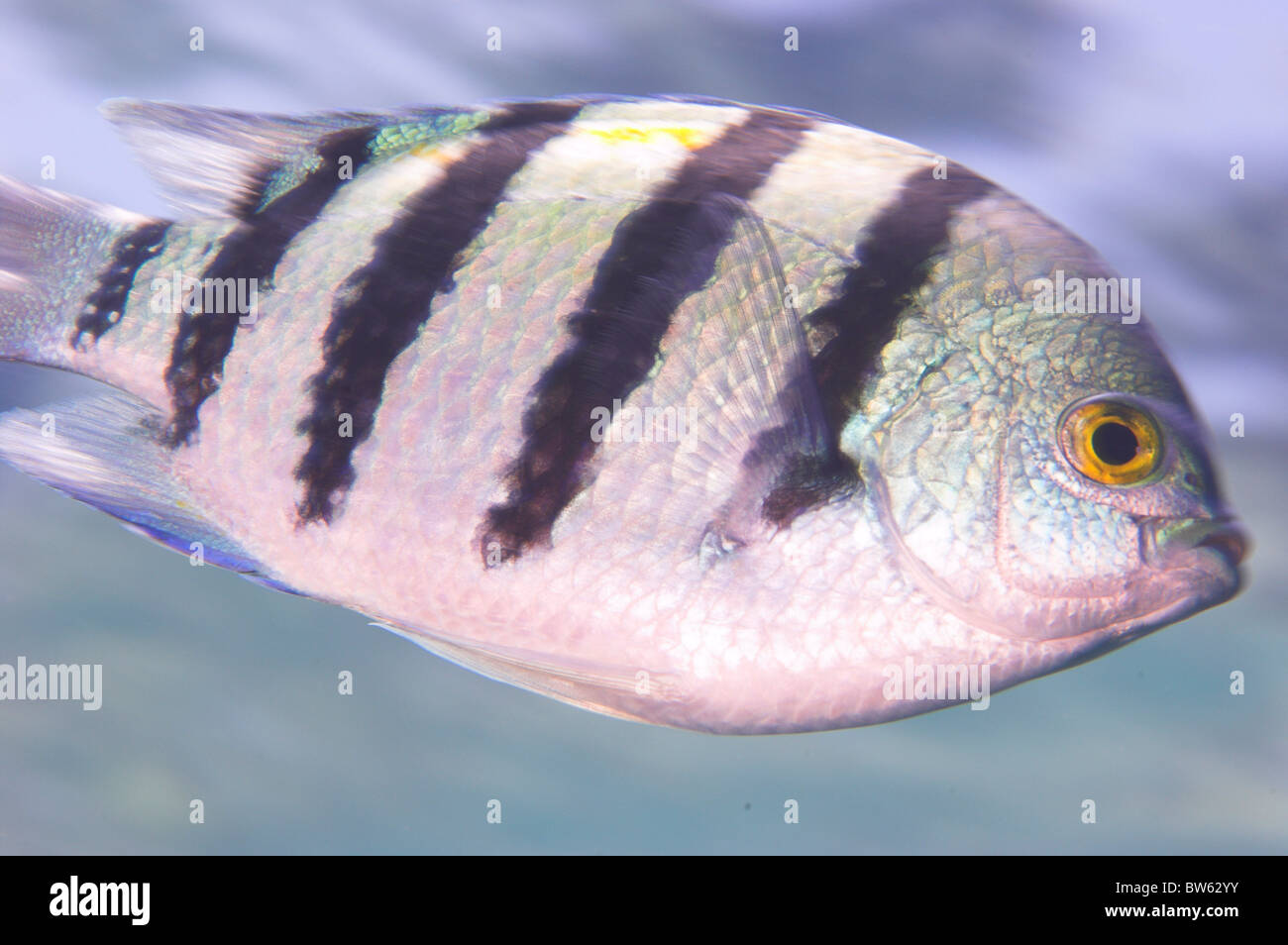 Damselfishes (Pomacentridae) Abudefduf vaigensis Sergeant major Sinai ...