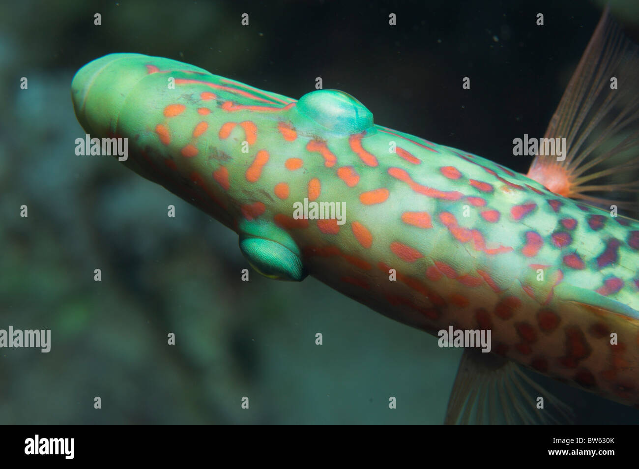 Splendour wrasses Cheilinus digrammus Sinai Red Sea Stock Photo - Alamy