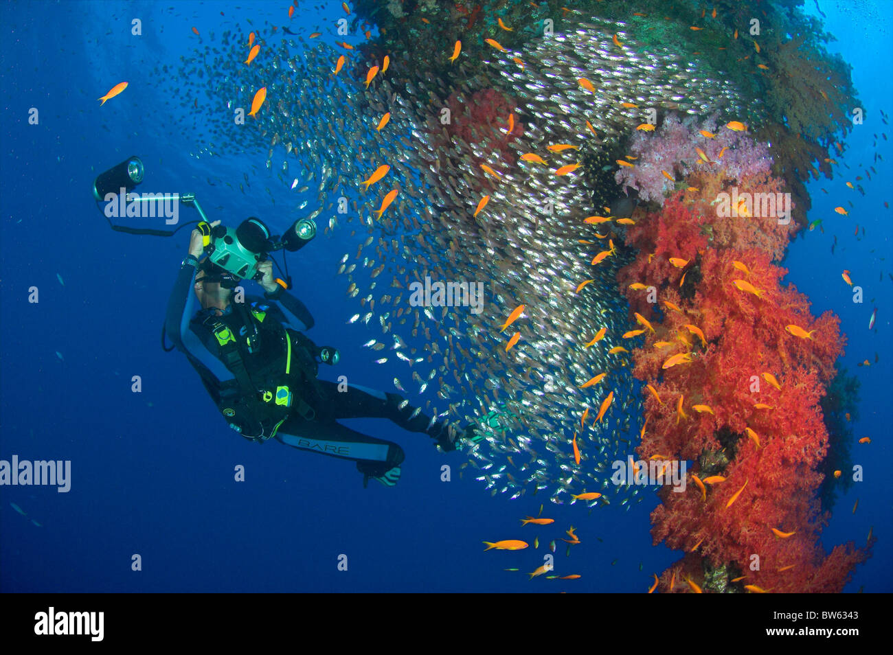 Coral-reef scape Sinai Red Sea Stock Photo - Alamy