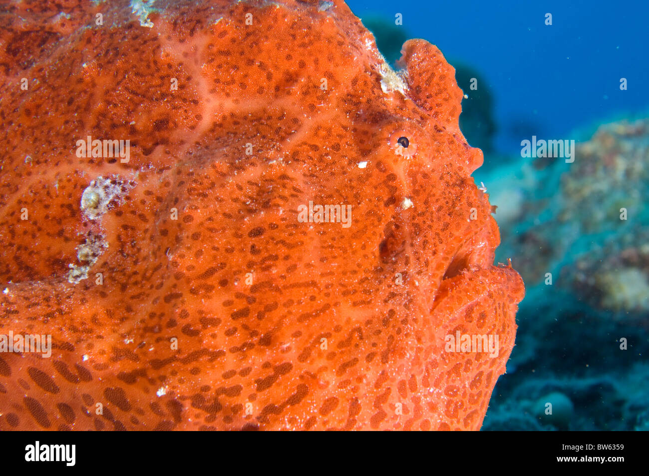 Anglerfish Antennarius pictus Painted anglerfish Sinai Red Sea Stock ...