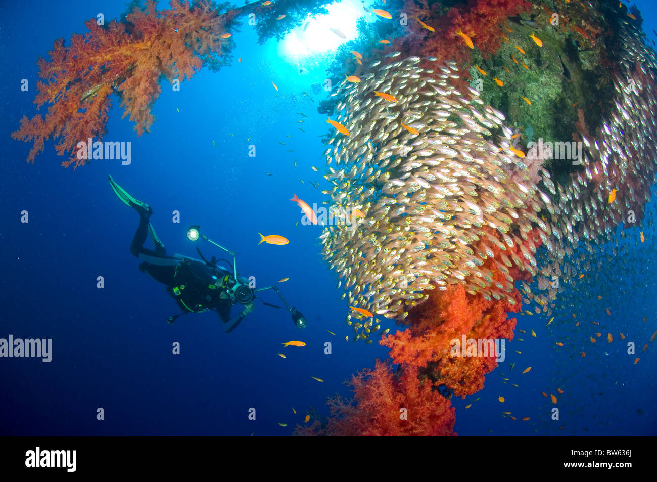 Coral-reef scape Underwater photographer & buoy Coral Reef Nuweiba ...