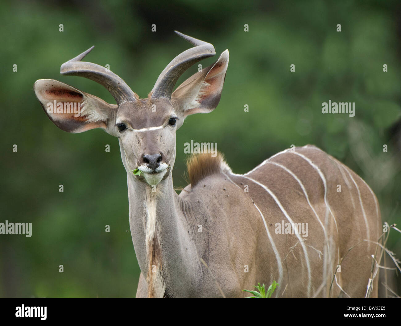 Male greater kudu hi-res stock photography and images - Alamy