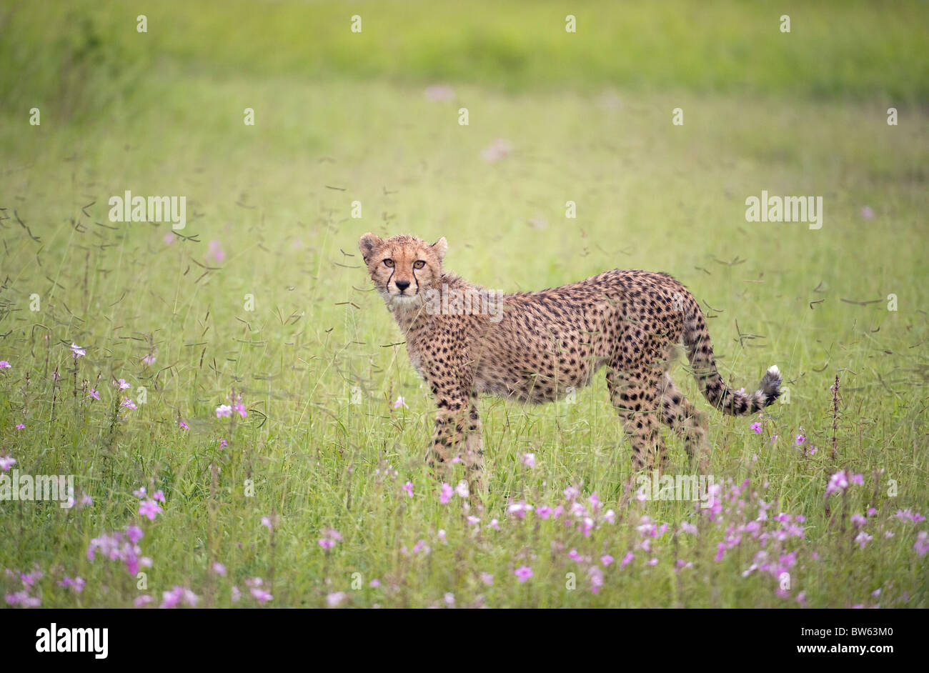 Cheetah in rain hi-res stock photography and images - Alamy