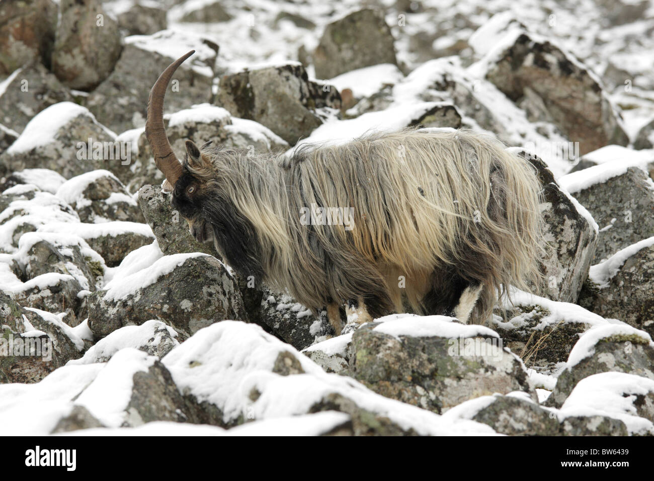 Feral goat Capra hircus male amongst rocks in snow Inverness-shire ...