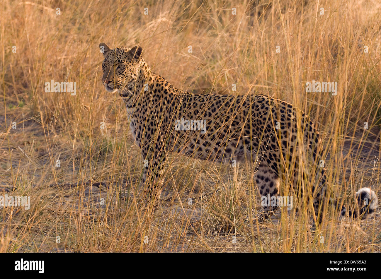 Female leopard standing in long grass hunting Panthera pardus Okavango ...