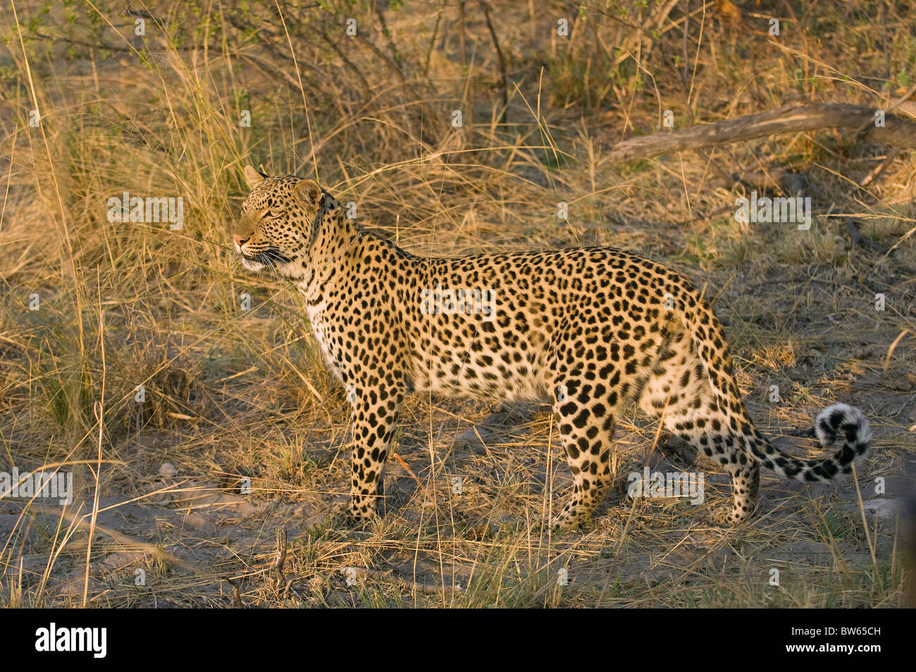 Female leopard standing in the grass hi-res stock photography and ...