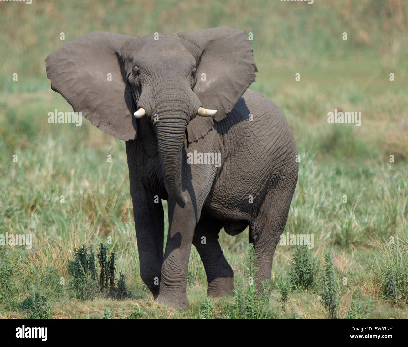 Elephant plains hi-res stock photography and images - Alamy