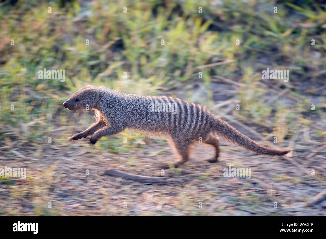 Banded mongoose Mungos mungo running Okavango delta Stock Photo - Alamy