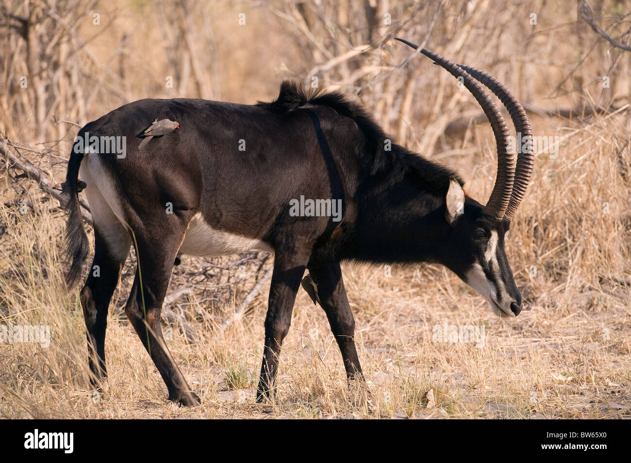 Sable antelope Hippotragus niger Okavango delta Stock Photo - Alamy
