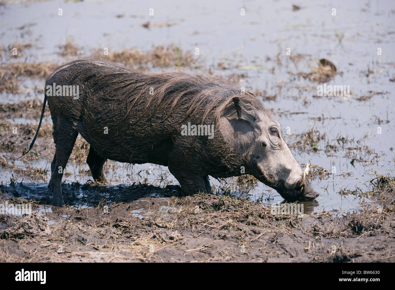 Wart hog Phacochoerus africanus kneeling and drinking from water hole ...