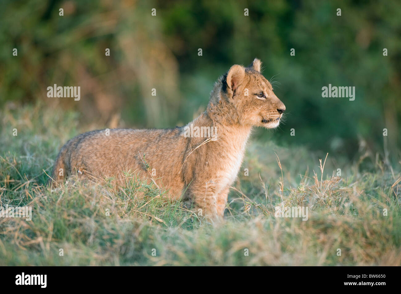 Duba plains lion cub hi-res stock photography and images - Alamy