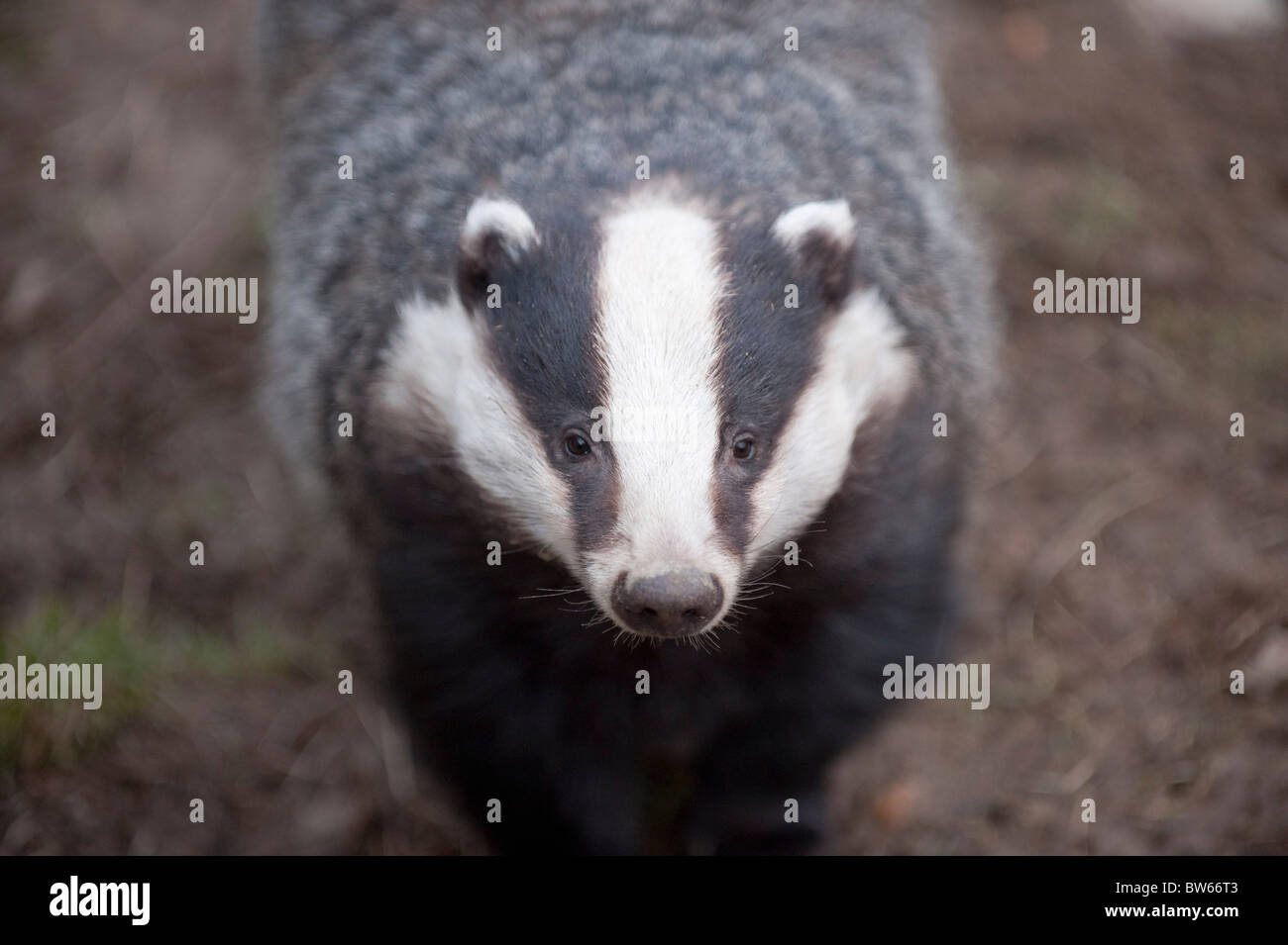 Angry Badger Face