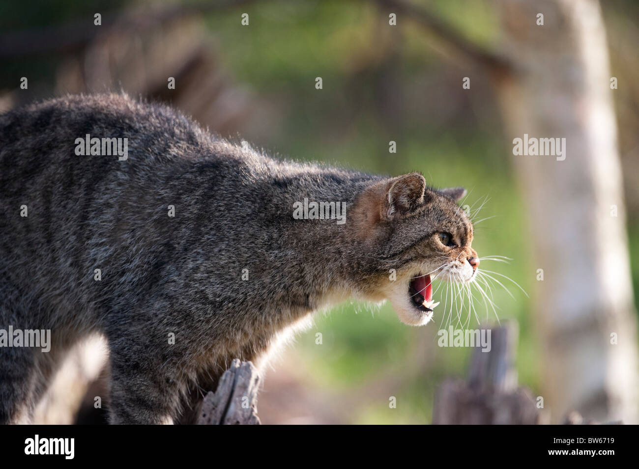 Snarling scottish wildcat Felis silvestris silvestris UK Stock Photo ...