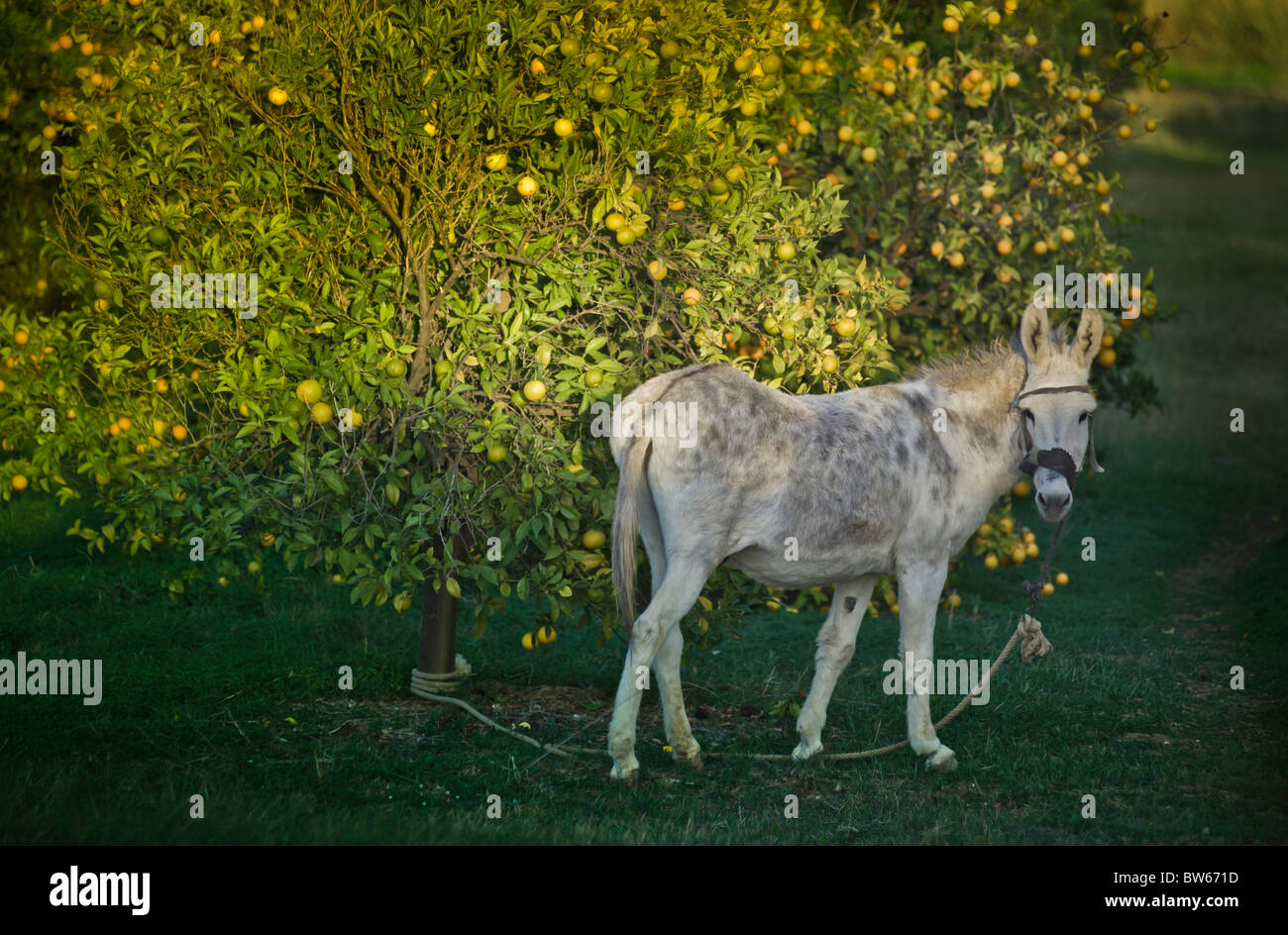 MALAGA COSTA DEL SOL ANDALUCIA DONKEY BY LEMON TREE CITRUS FRUIT BURRO Stock Photo - Alamy