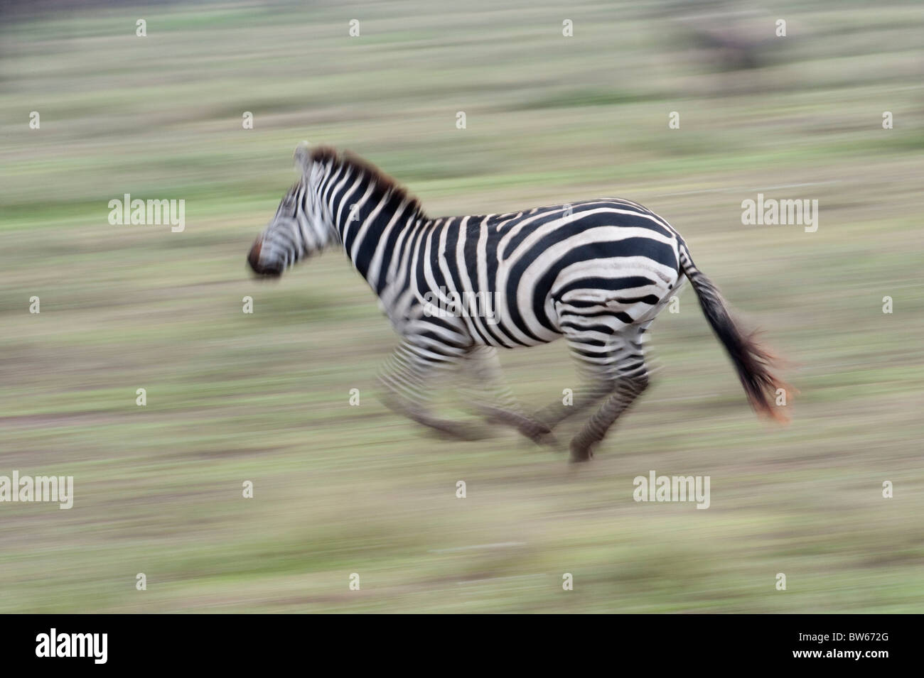Zebra galloping hi-res stock photography and images - Alamy