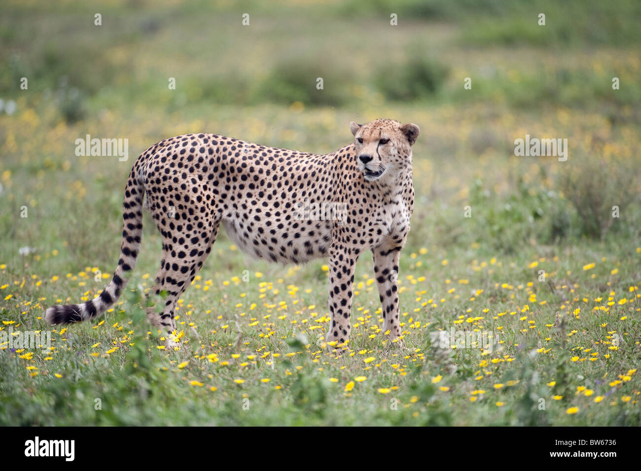 Adult cheetah standing in open grassland after making a kill Acinonyx ...
