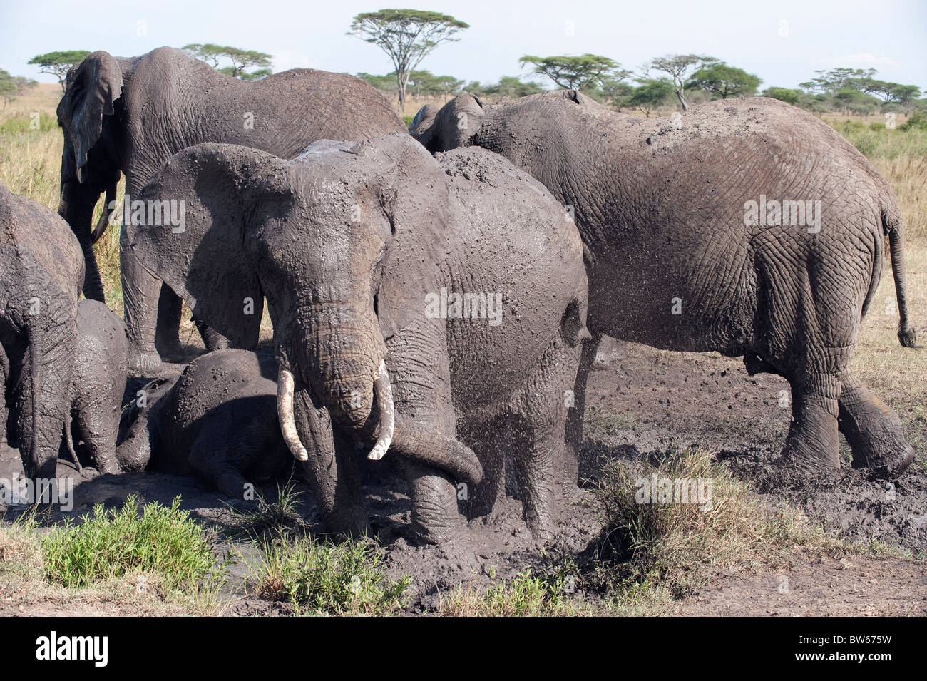 Familly of African elephants enjoying a wallow in mud Serengeti ...