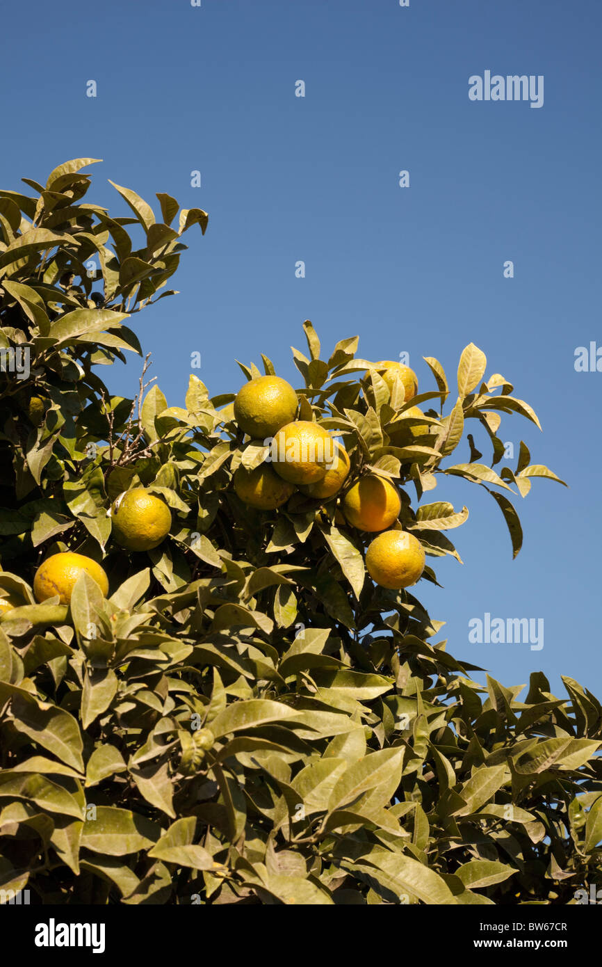 Cyprus orange tree hi-res stock photography and images - Alamy