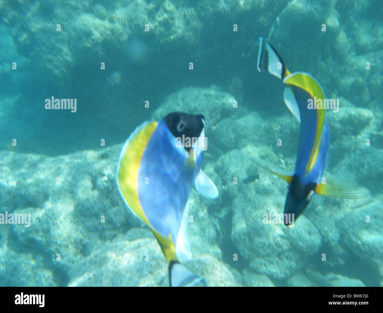 Powder blue surgeon hi-res stock photography and images - Alamy