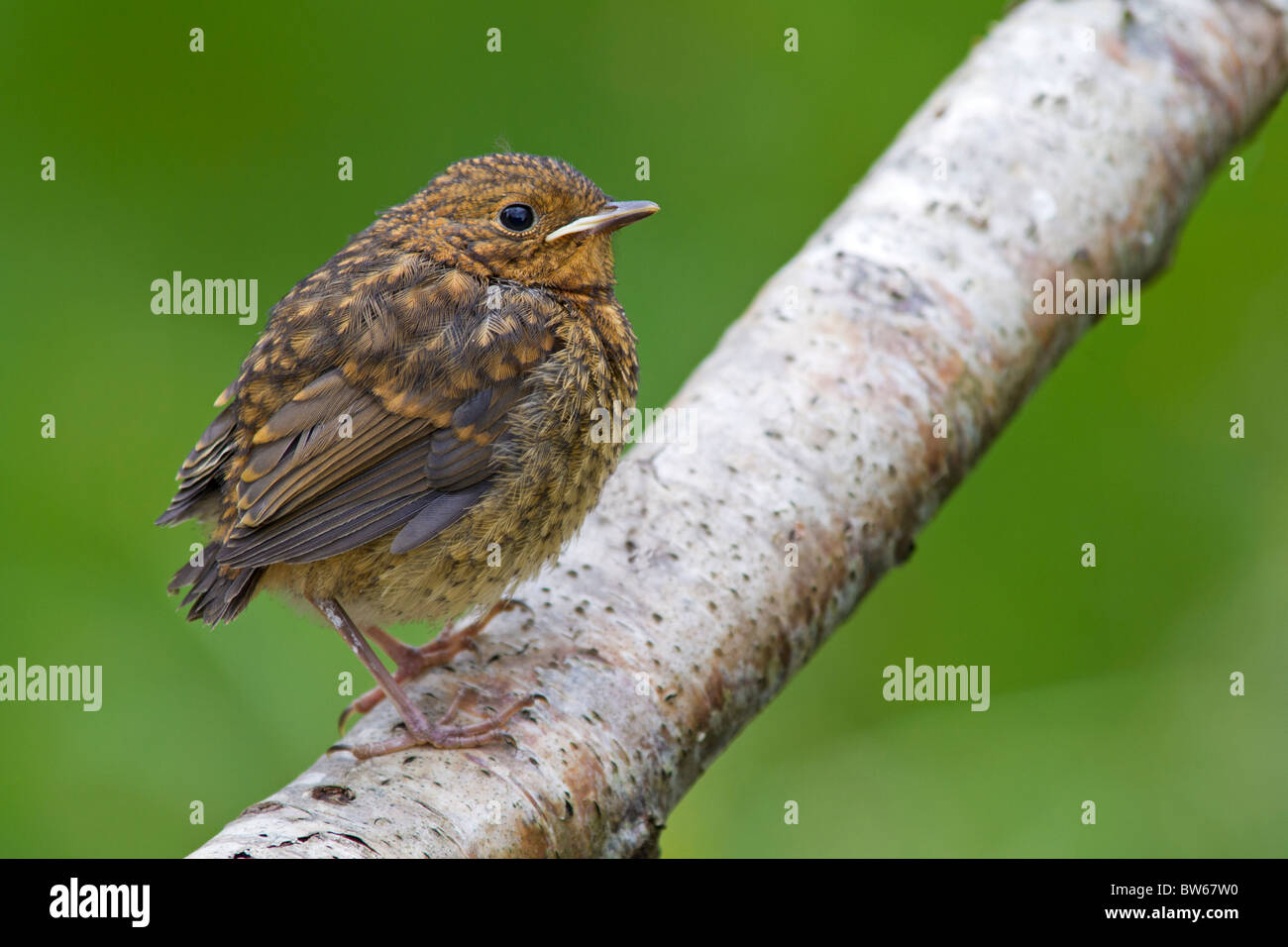 juvenile Robin on perch Stock Photo - Alamy