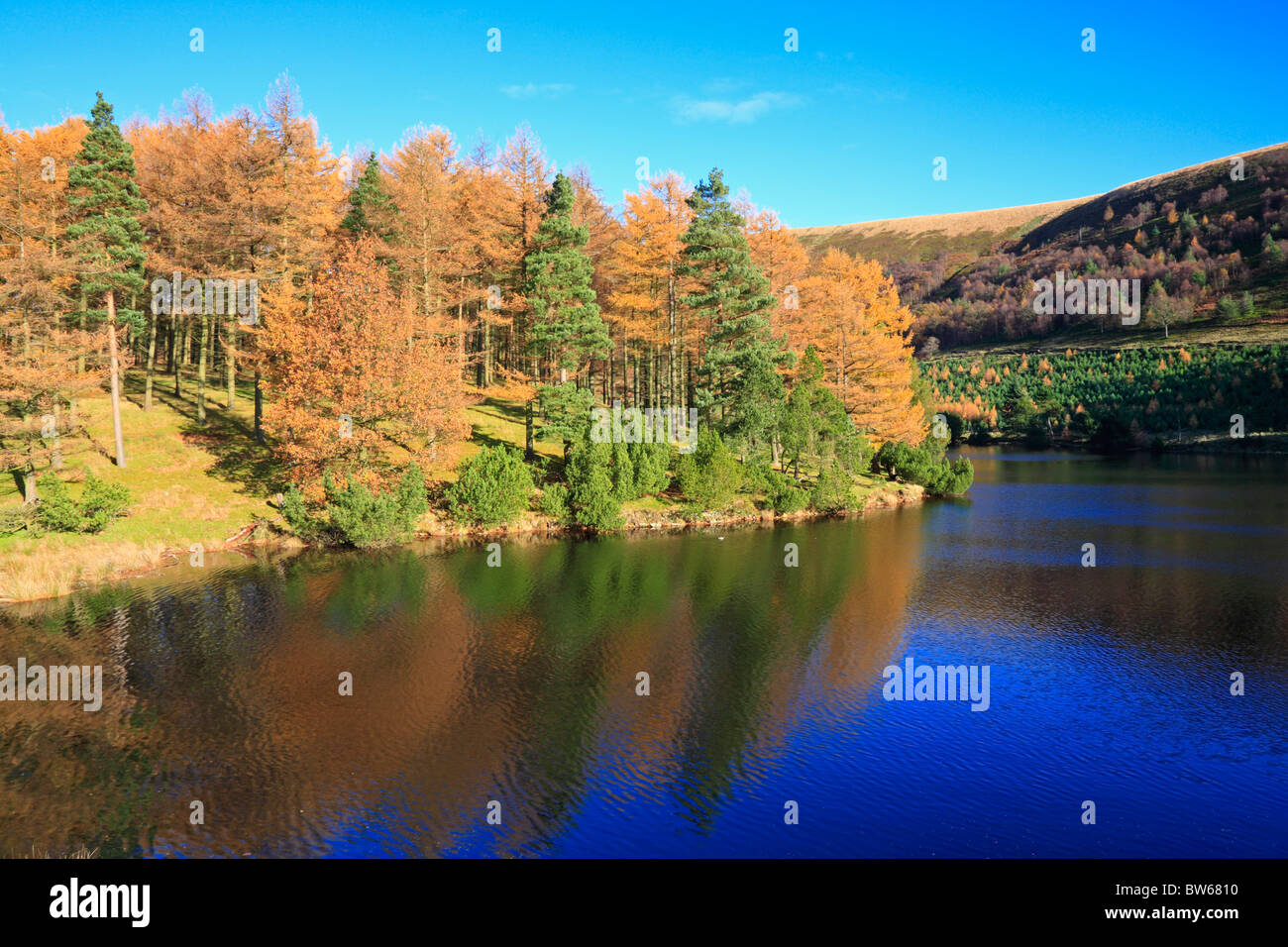 Autumn at Ridge Wood by Howden Reservoir, Upper Derwent Valley, Peak ...
