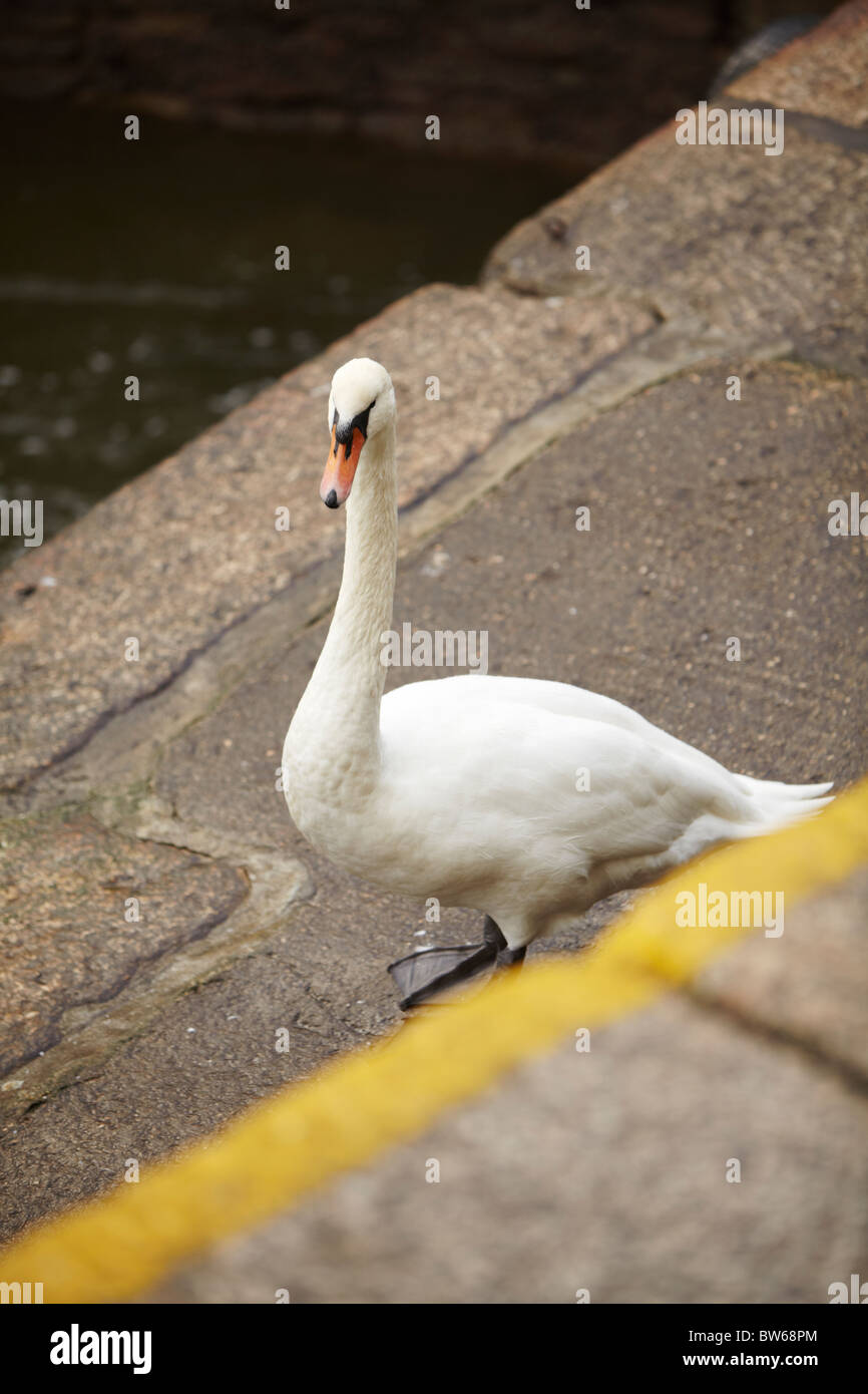 Harbour swan no parking Stock Photo - Alamy