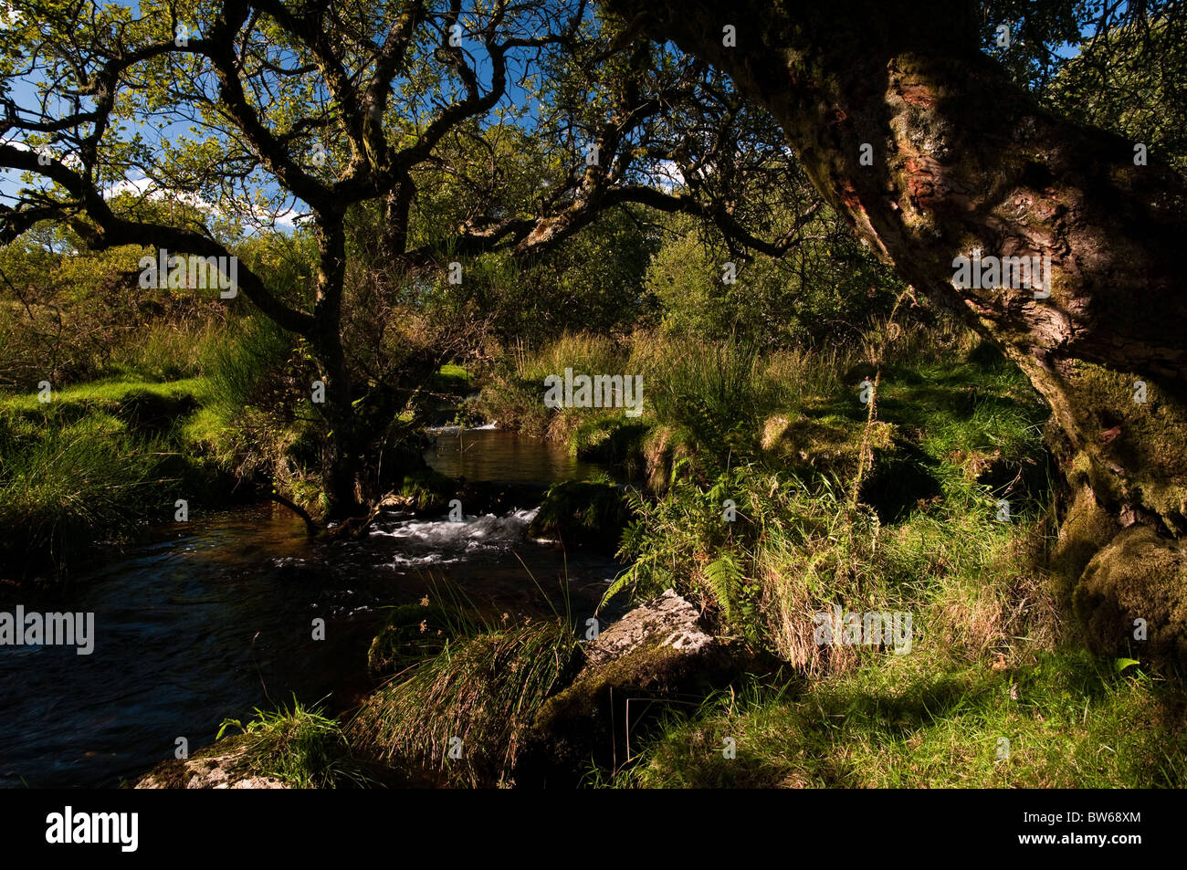Overarching trees hi-res stock photography and images - Alamy