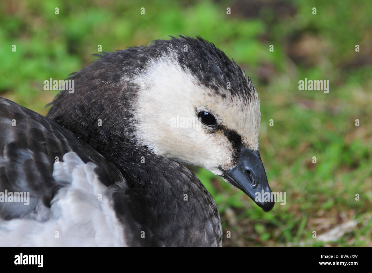 Portrait of canada goose hi-res stock photography and images - Alamy