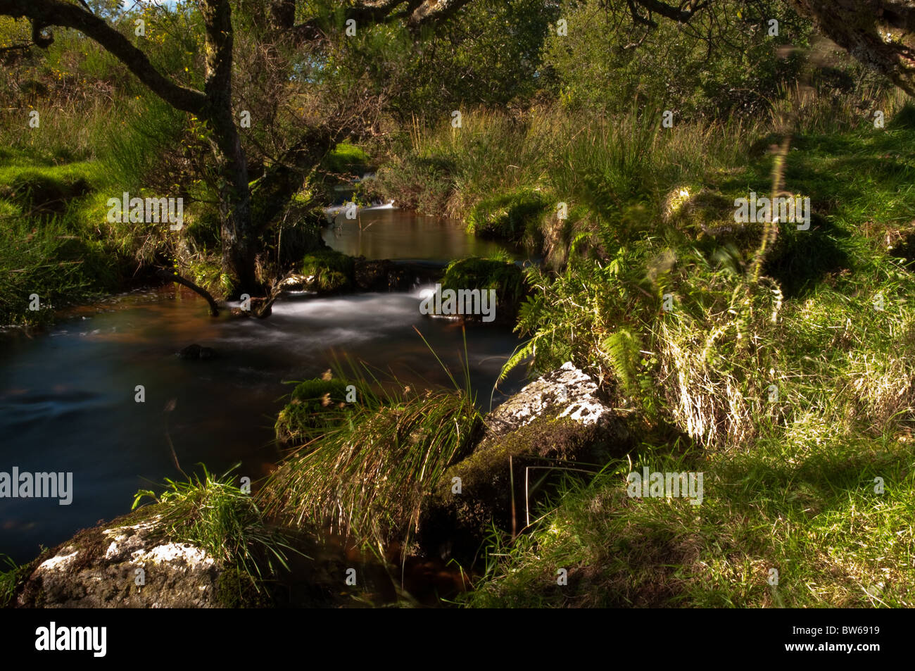 Stream in Dartmoor Stock Photo - Alamy
