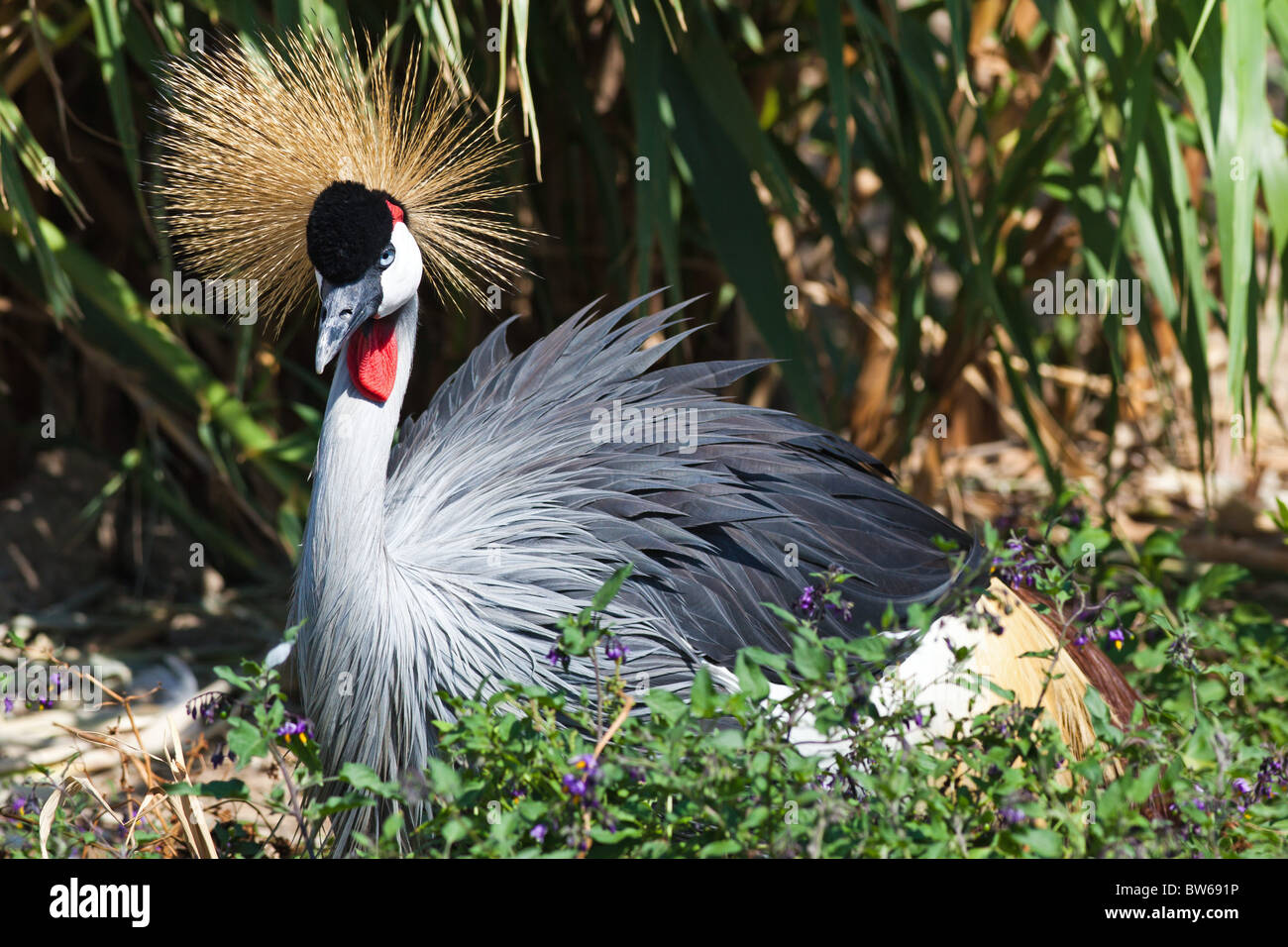 Black Crowned Crane in nature Stock Photo - Alamy